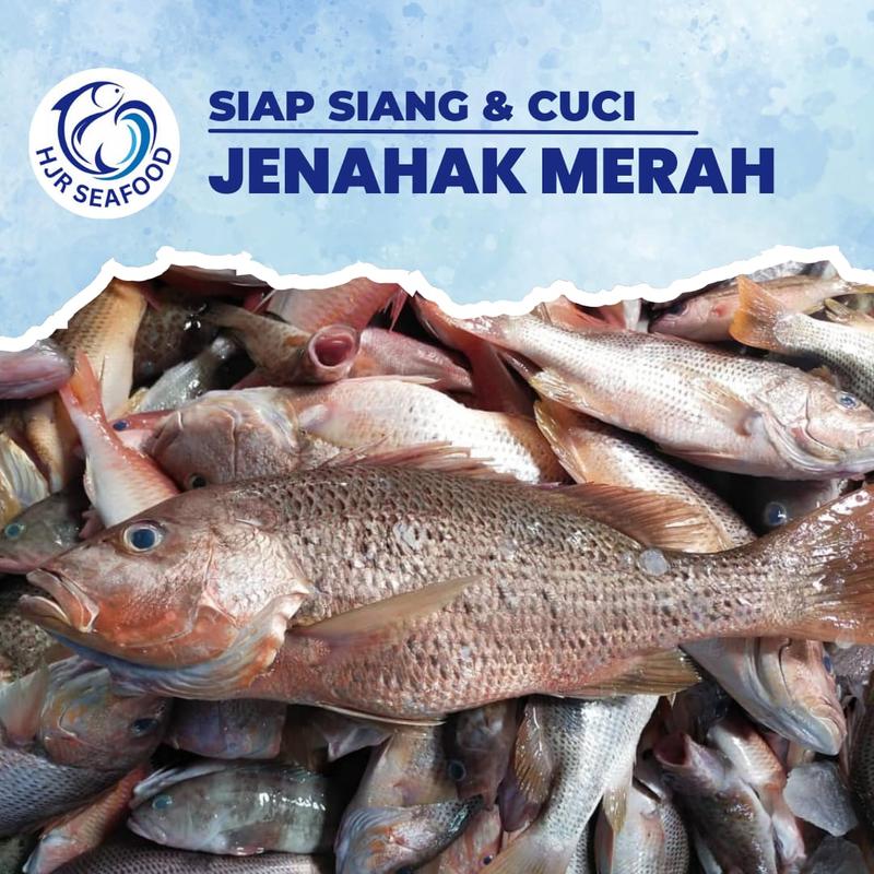 [IKAN SEGAR] IKAN JENAHAK MERAH (SIAP SIANG & CUCI / DELIVER - TikTok ...