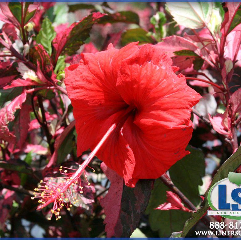 ARTIFICIAL POKOK BUNGA RAYA MERAH DAUN BATIK - TikTok Shop Malaysia