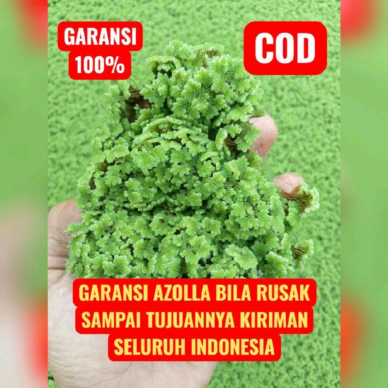 Bibit Azolla Microphylla 100G Murah Bergaransi unggul dan Segar, Bibit ...