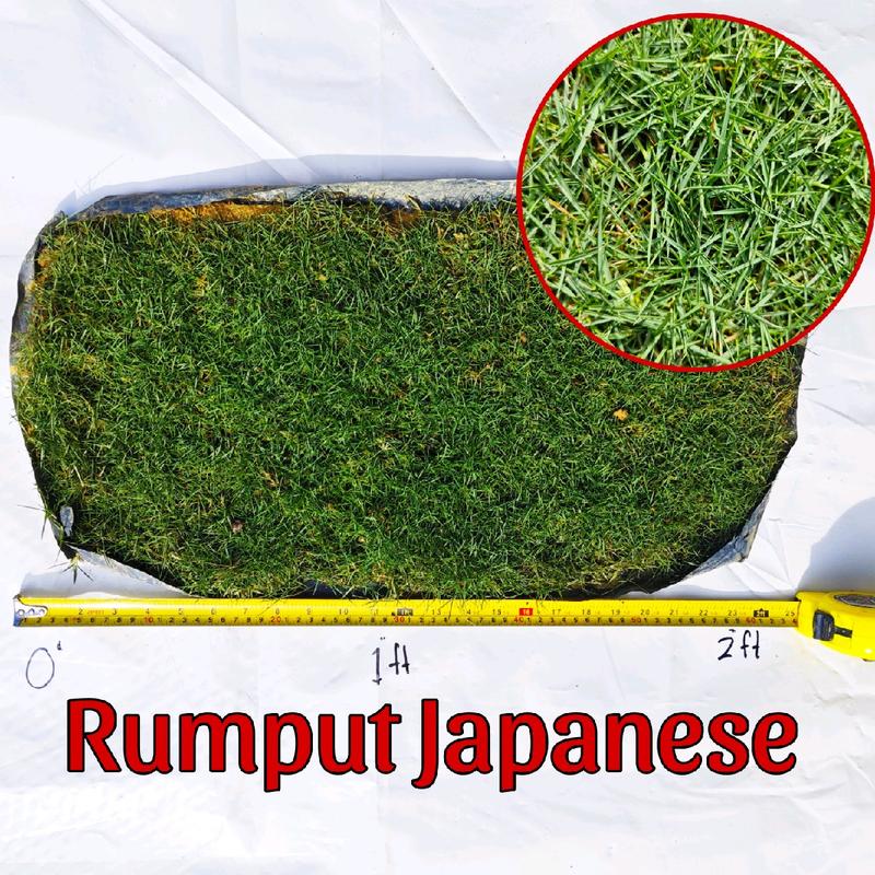 Rumput Carpet Japanese Grass Rumput Jepun - TikTok Shop Malaysia