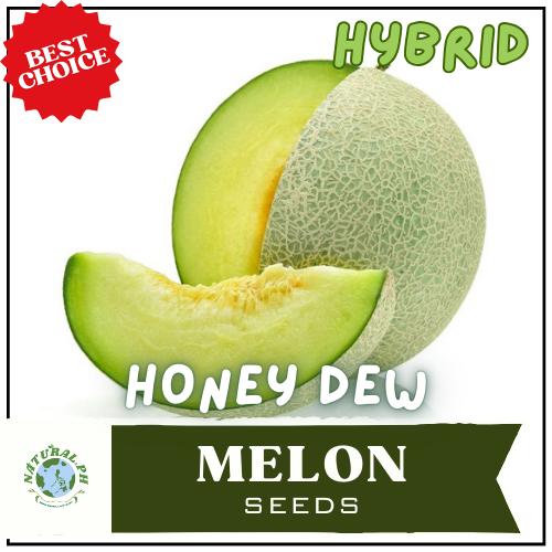 Hybrid Honey Dew Melon Seeds For Planting - Approx. 30 Seeds - TikTok ...