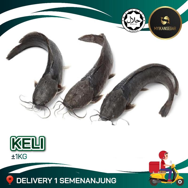 IKAN KELI 1KG (SIAP SIANG & CUCI) IKAN KELI FROZEN FOOD KELI - TikTok ...