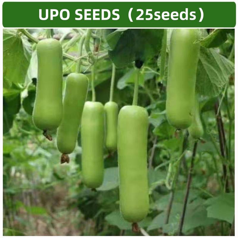 UPO SEEDS ( 25seeds ) - Bottle Gourd Vegetable Seeds - TikTok Shop ...
