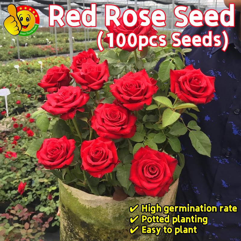 100% Original 100pcs Seeds Red Rose Seeds for Planting Benih - TikTok ...