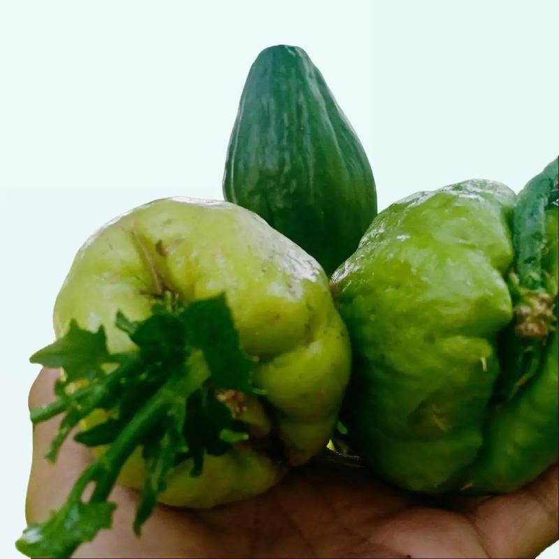 Benih Labu Siam Siap Tanam dengan Akar dan Pucuknya - 5 Biji - Shop ...
