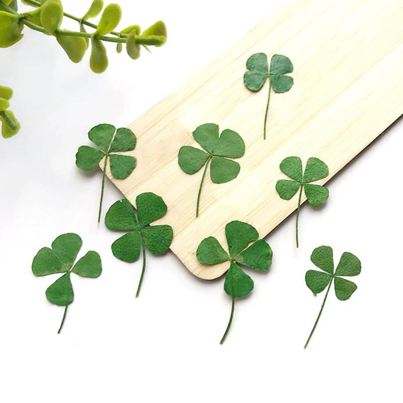 Bunga Kering Semanggi, 12PCS, Daun Alamiah, Kraf DIY, Buku Skrap, Seni ...