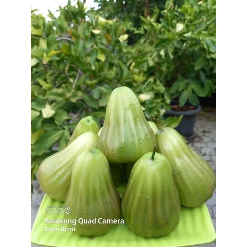 Bibit Jambu Air Green Giant Murah - Shop | Tokopedia