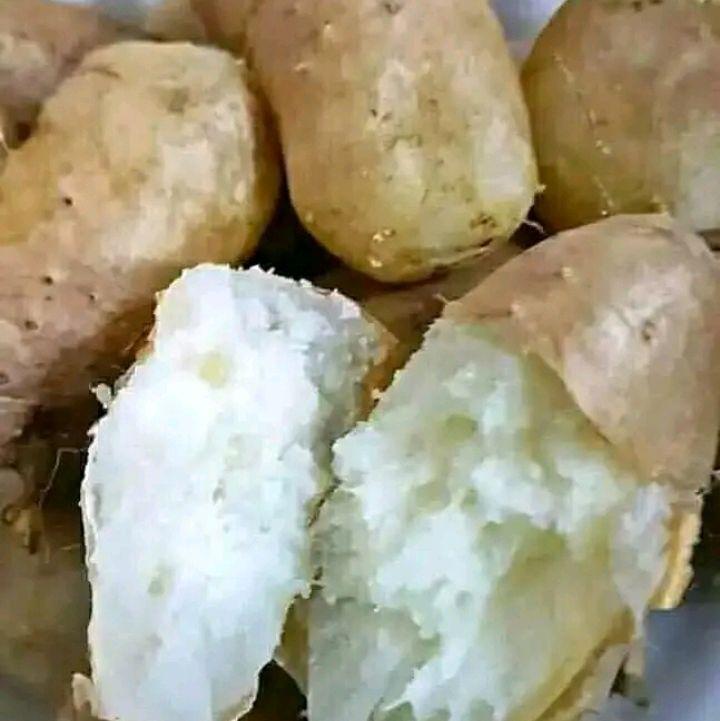 umbi gembili mempur khas jawa 1kg - Shop | Tokopedia