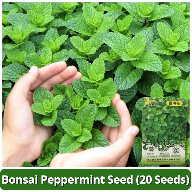 High Quality Bonsai Peppermint Plant Seeds (20 Seeds) Biji Benih ...