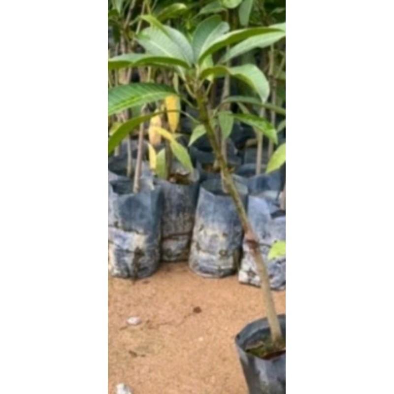 Artificial Pokok kuini hybrid - TikTok Shop Malaysia