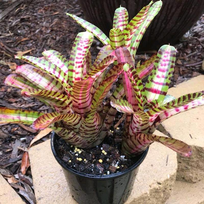 Artificial Bromeliad Mini Palmares - TikTok Shop Malaysia