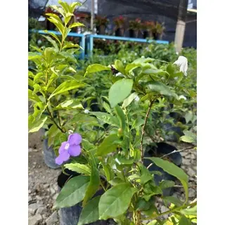 FLORAZAZZY Pokok Bunga YTT Yesterday Today Tomorrow Brunfelsia ...