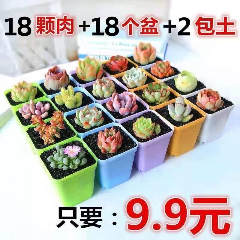 Tumbuhan Sukulen, Tumbuhan Pasu, Gabungan Tumbuhan Malas, Sesuai ...