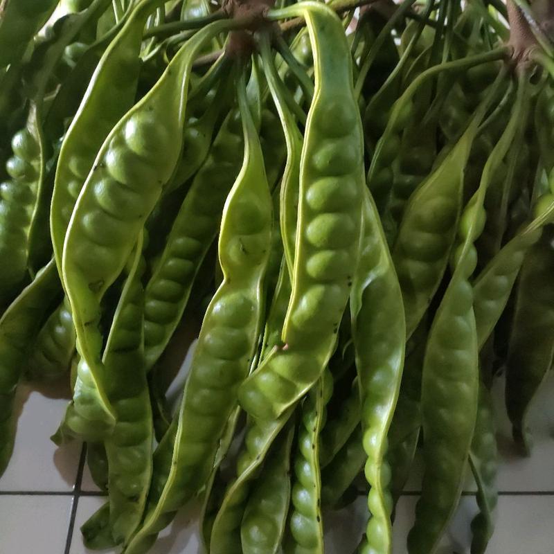 Pete Padi MUDA Asli Wonogiri - 10 Papan Muda - Shop | Tokopedia