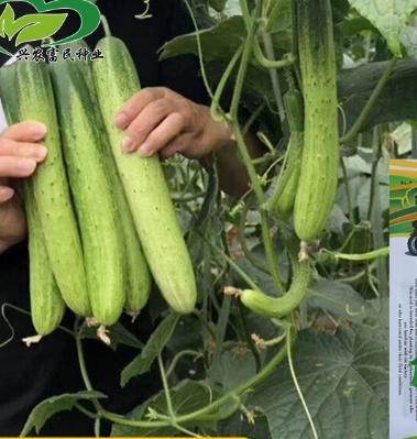 Hybrid Sweet crisp King cucumber seeds farmland and garden hybrid ...