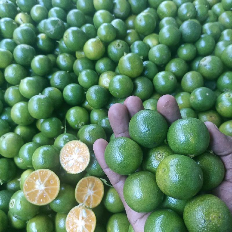 1kg jeruk sonkit berkulitas - Shop | Tokopedia