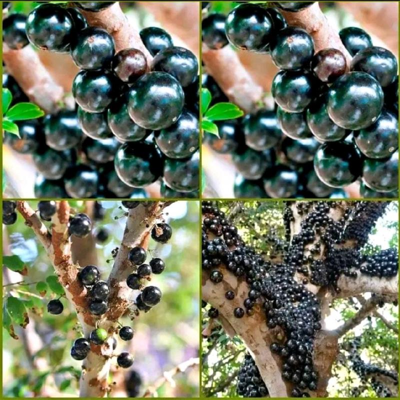 Bibit Artificial Anggur Brazil(Preco)DAPAT 2 POHON - Shop | Tokopedia