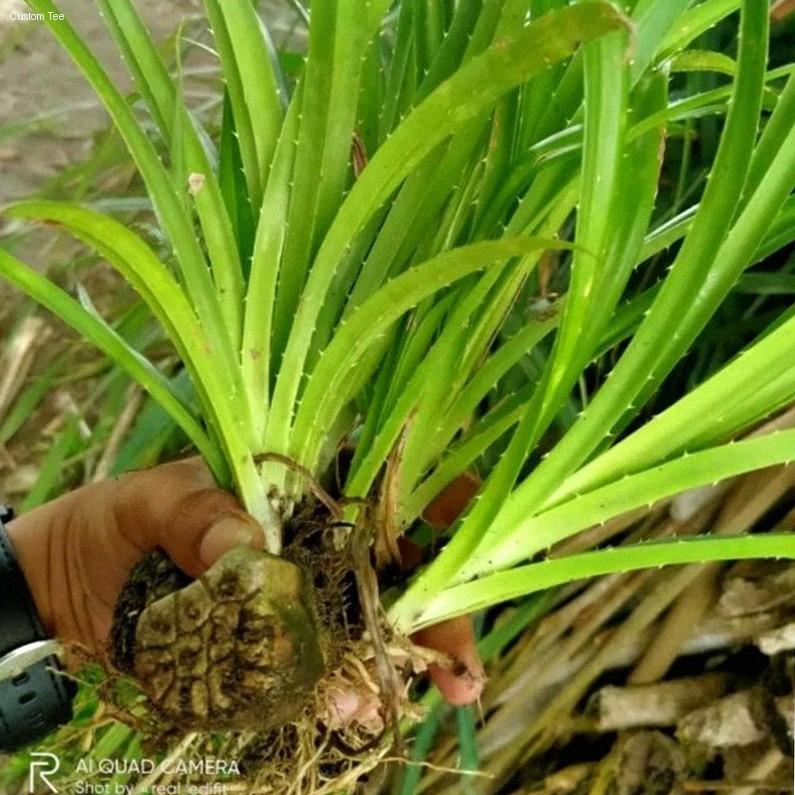 Bibit pandan duri/pandan laut/ pandan tikar tinggi 30 cm | Hot Item - Shop | Tokopedia