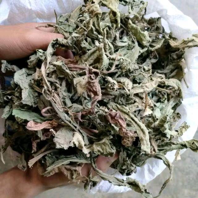 1kg grosir daun kirinyuh kirunyuh kering herbal jsr kualitas bagus ...