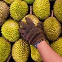 Jual Durian Tembaga Super asli matang pohon Fresh utuh dan bulat ...