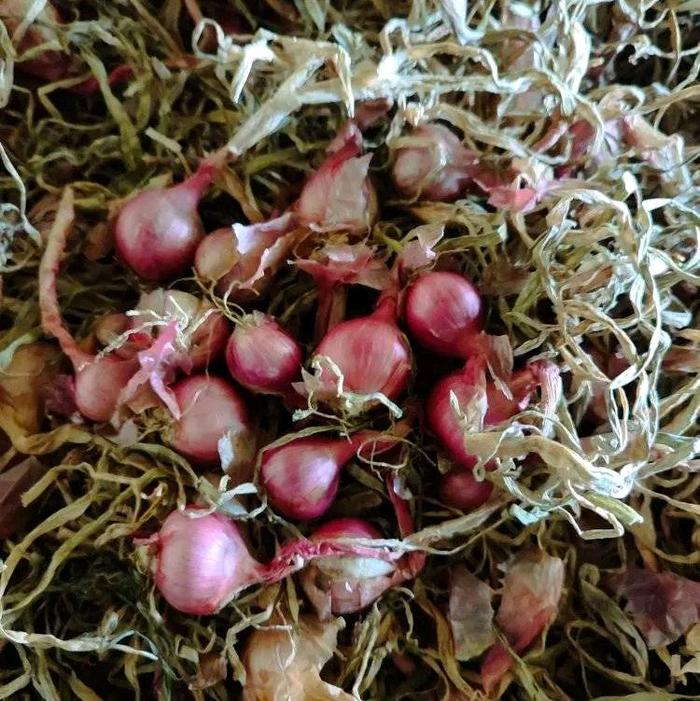 Jual Bibit/Benih Bawang Merah Garut (1&5kg)Jenis Bali Karet Asli Food ...
