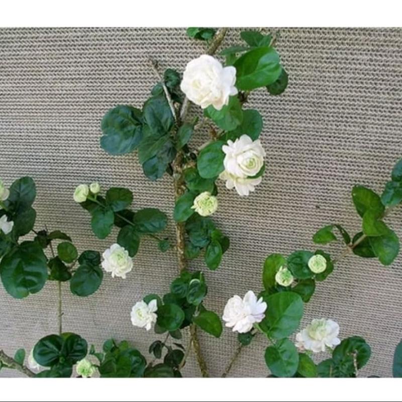 Bibit melati grand duke of tuscany original - Shop | Tokopedia