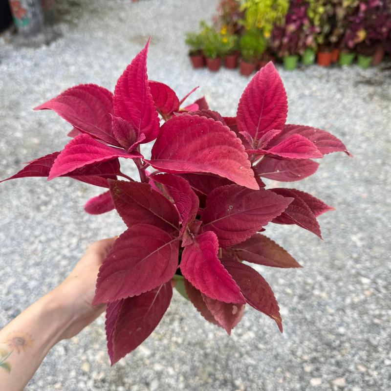 COLEUS RED | Pokok Daun Merah Tua Berkilat | Foliage Hiasan Tahan ...