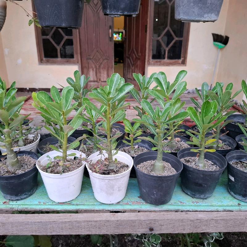 Bibit Adenium Obesum Warna Random Ukuran 10-29 cm Anak Bunga Mawar ...
