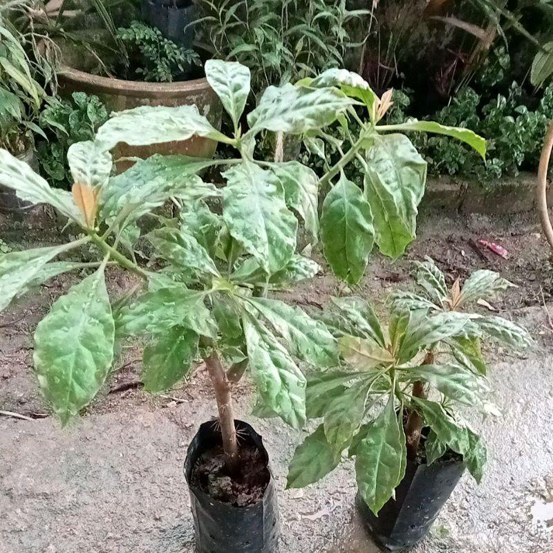 pokok duri 7 bilah untuk rawatan tradisional. - TikTok Shop Malaysia