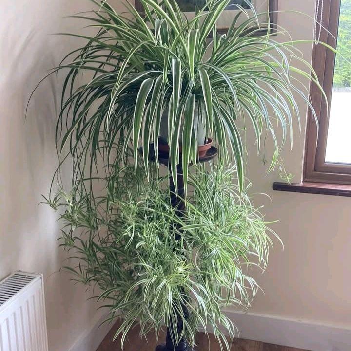 anak pokok spider plant / kolorofitum - TikTok Shop Malaysia