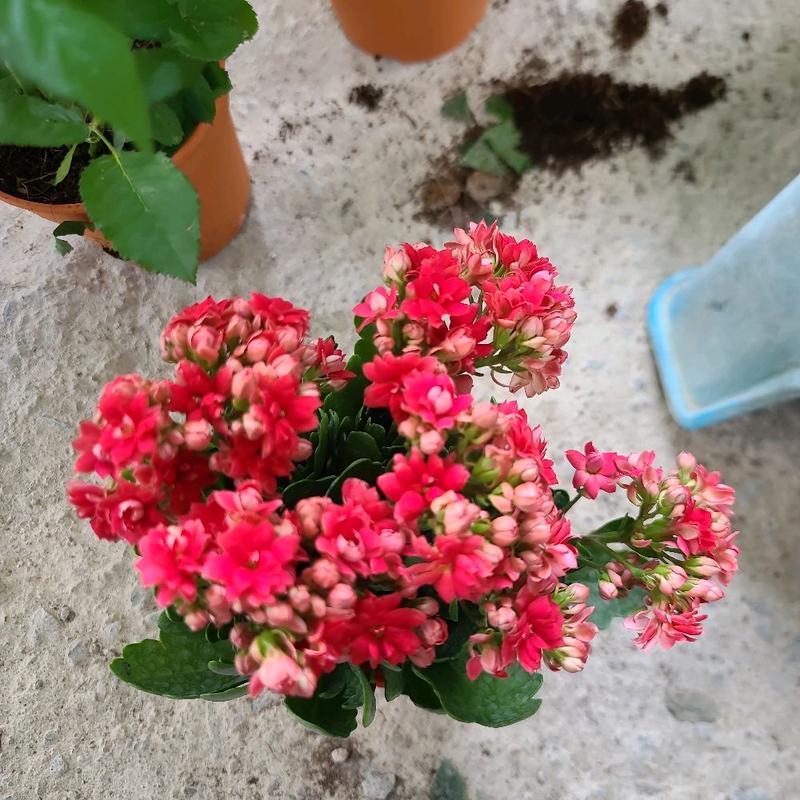 Petani Kota Anak pokok Bunga KALANCHOE -live plants - TikTok Shop Malaysia