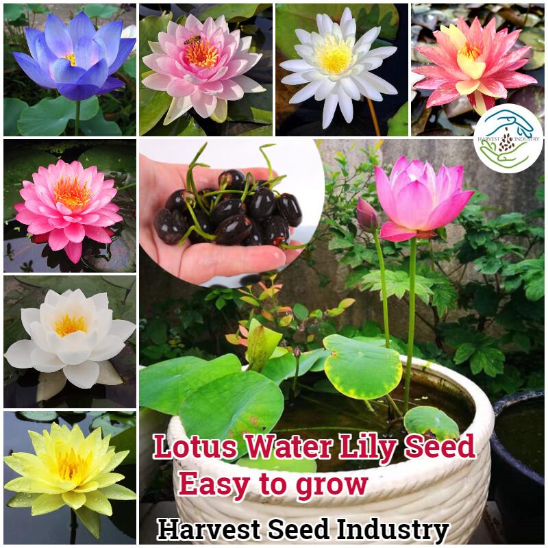 Easy to grow 20pcs Mixed Mini Lotus Water Lily Seed Hydroponics ...