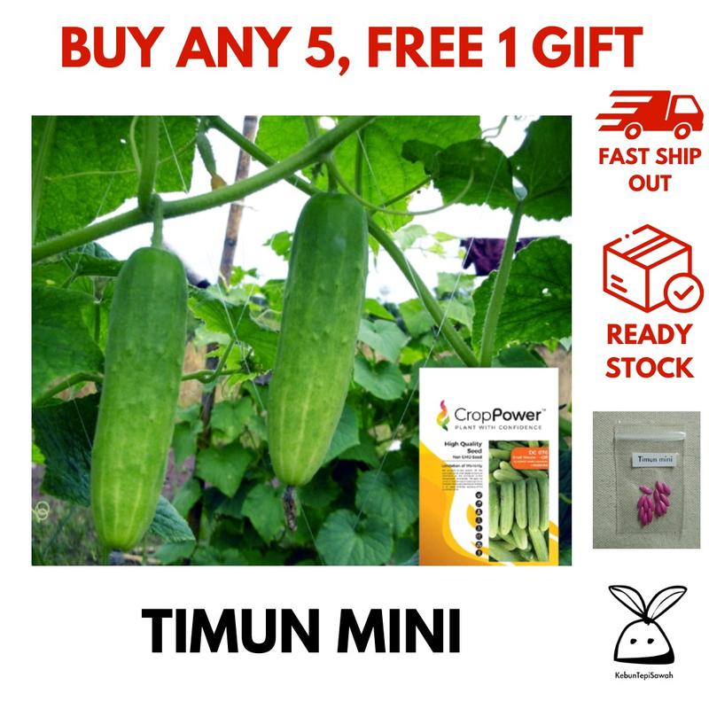 Biji Benih Timun Kecil Small Wonder DC676 CROP POWER- Mini Cucumber ...