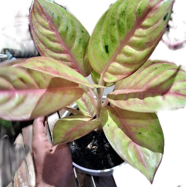 benih bunga aglonema Rengganis - Shop | Tokopedia