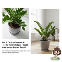 Jual Houseplant – Areca Palm Dypsis Lutescens Palem Kuning Tanaman Hias ...