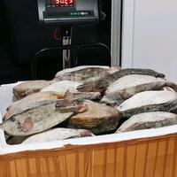 Jual Ikan Kudu - kudu / Kotak Beku / Boxfish / Helicopter fish ...