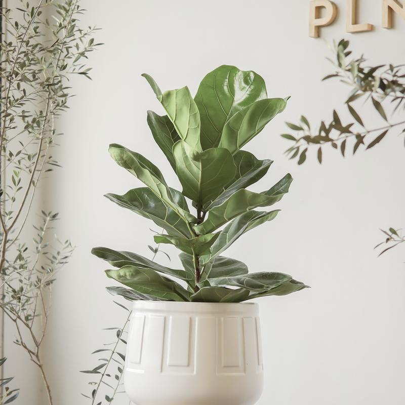 Ficus Lyrata (Fiddle Fig)/ Pokok Hidup Hiasan/ Live Plant fo - TikTok ...