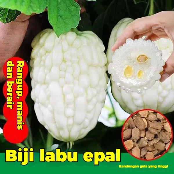 Benih Peria Epal Manis – Peria Putih Mini dari Taiwan, Buah Manis ...