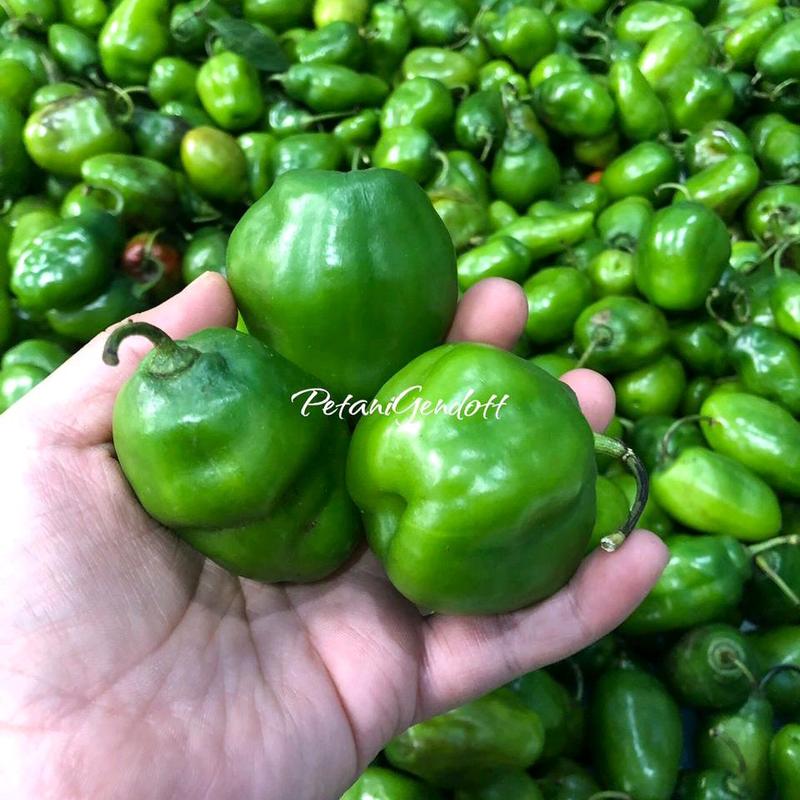 CABE GENDOT | CABAI GENDOT FRESH UKURAN BESAR 1000GR - Shop | Tokopedia
