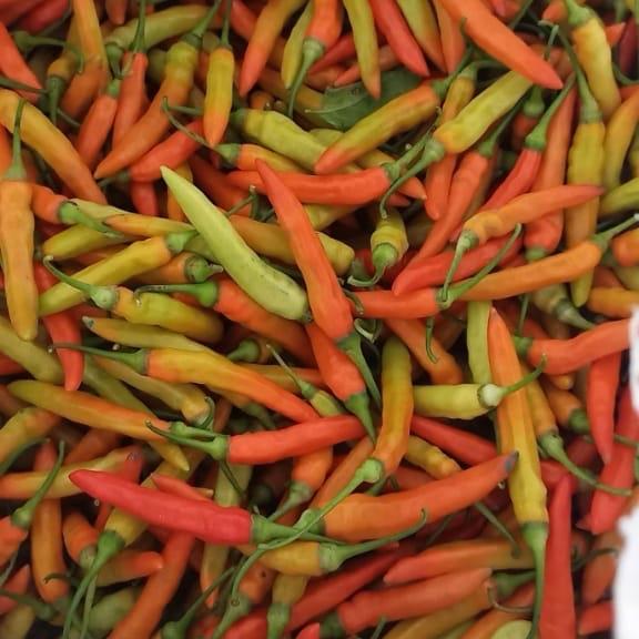 cabe lokal kediri gede super fress langsung dari petani kediri - Shop ...