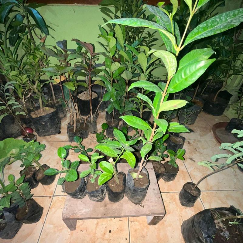 (promo 1 paket isi 4),bibit jeruk purut,jeruk lemon,jeruk nipis dan ...