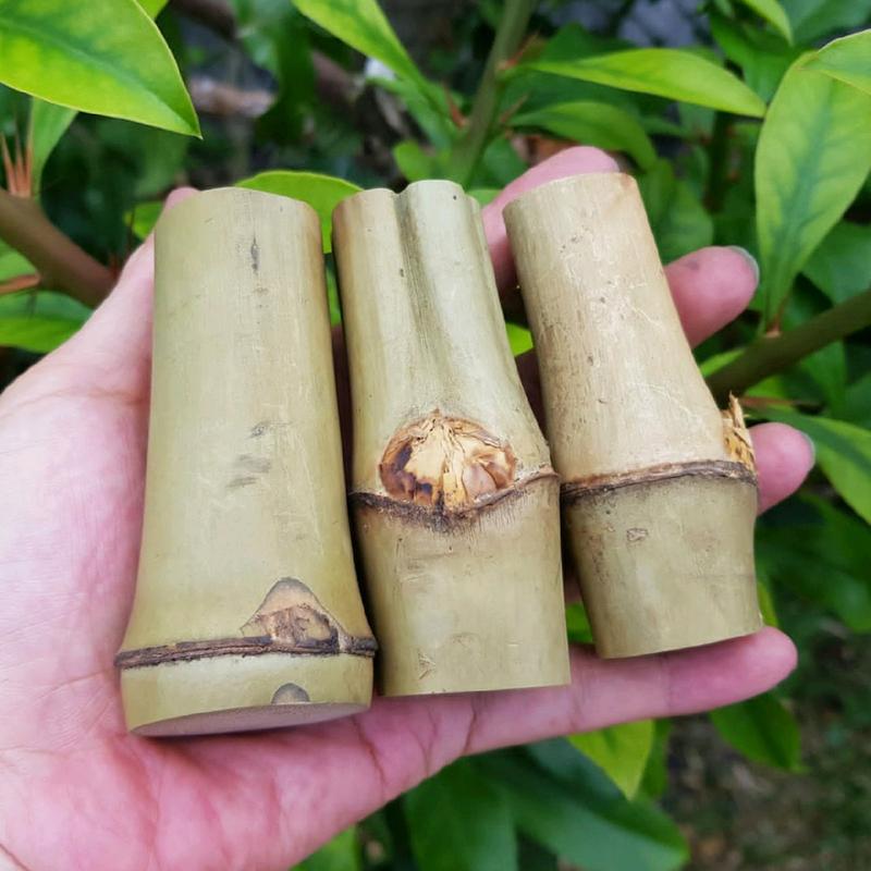 Buluh Tumpat Asli ( 8 cm ) - TikTok Shop Malaysia