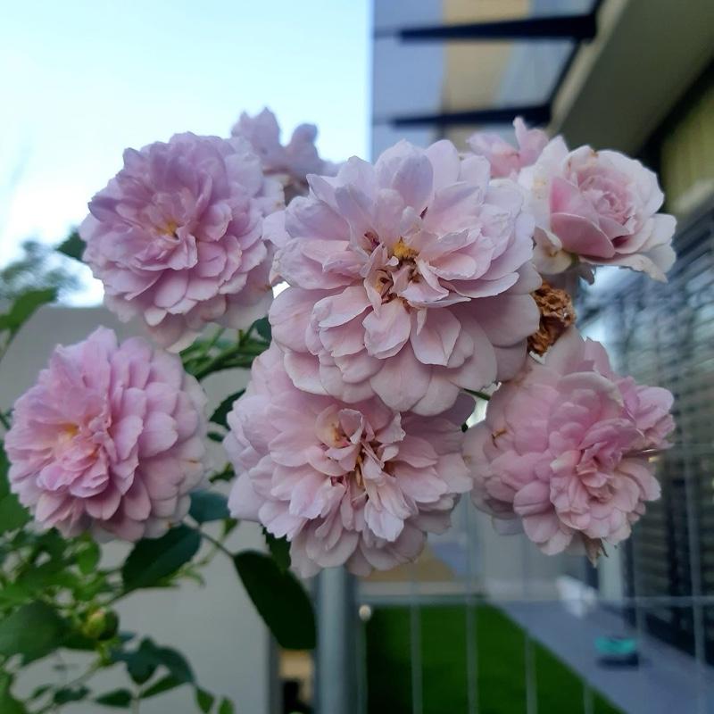 Keratan batang Rose Pengantin ( wangi ) 1 cutting stem - TikTok Shop ...