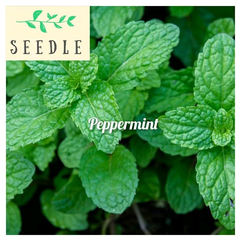 Biji Benih Herba Peppermint *Imported dari UK* - TikTok Shop Malaysia