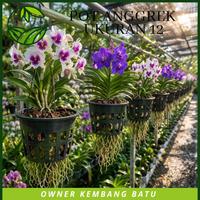 Jual NETPOT 12cm Pot Tanaman Anggrek Vanda Dendro Bulan Drainase Bagus ...