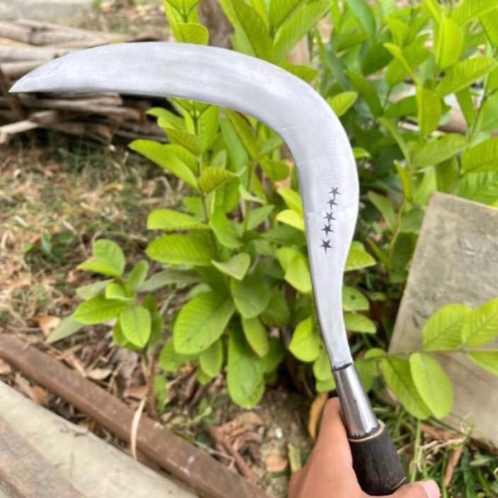 Arite rumput bintang lima bisa cod - Shop | Tokopedia