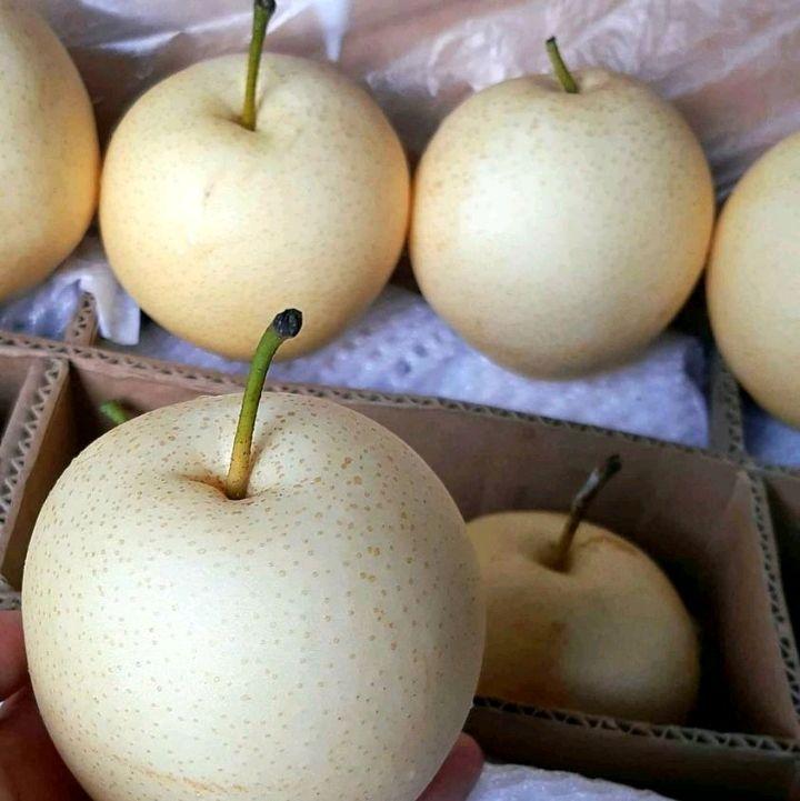 buah pir - pear - pir Century - pir madu Segar - Shop | Tokopedia