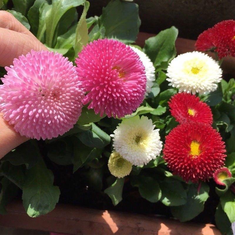 [F07] Mixed Color Daisy Seed (100 Seeds/Pack) / Benih Bunga Daisy ...