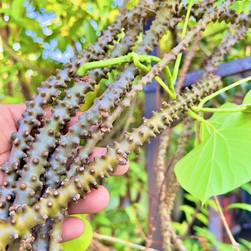 (Herbs) Akar Seruntun Patawali Bakawali Panjang Sebatang 6 inci ...
