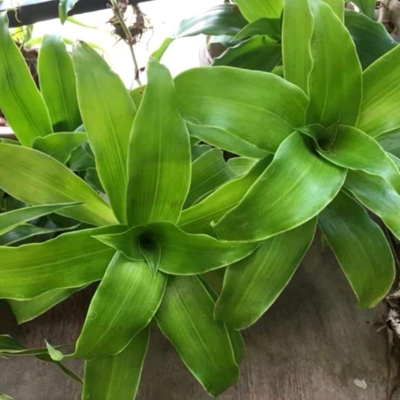 Pokok Bunga Bakul/Basket Plant Hiasan - TikTok Shop Malaysia